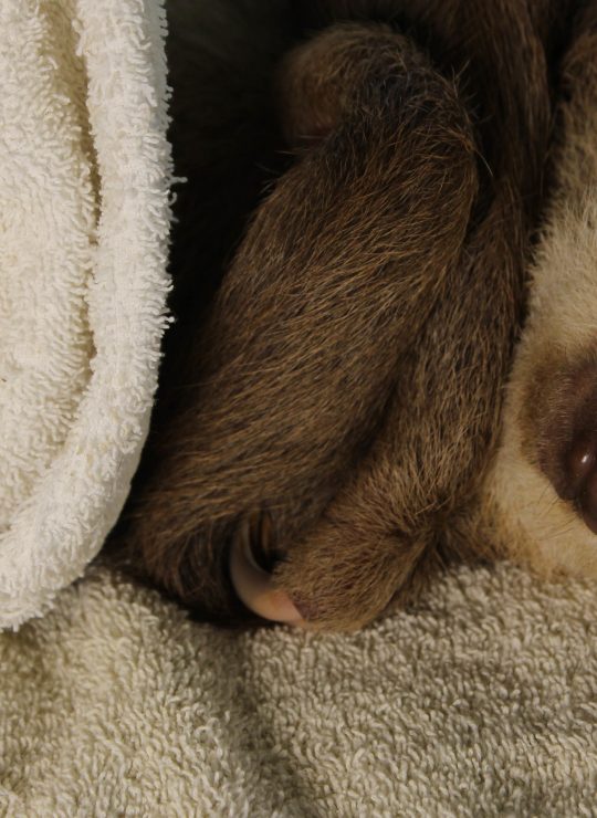 Meet The Sloths - Discovery UK