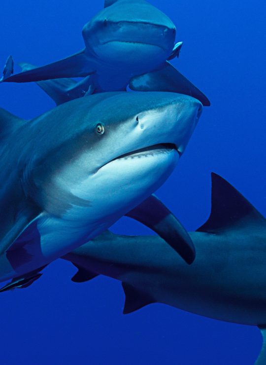 Shark Island - Discovery UK