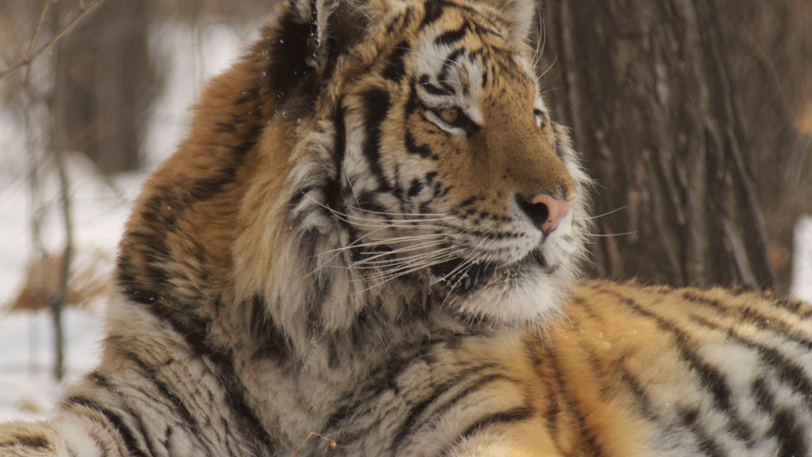 Amba the Russian Tiger - Discovery UK