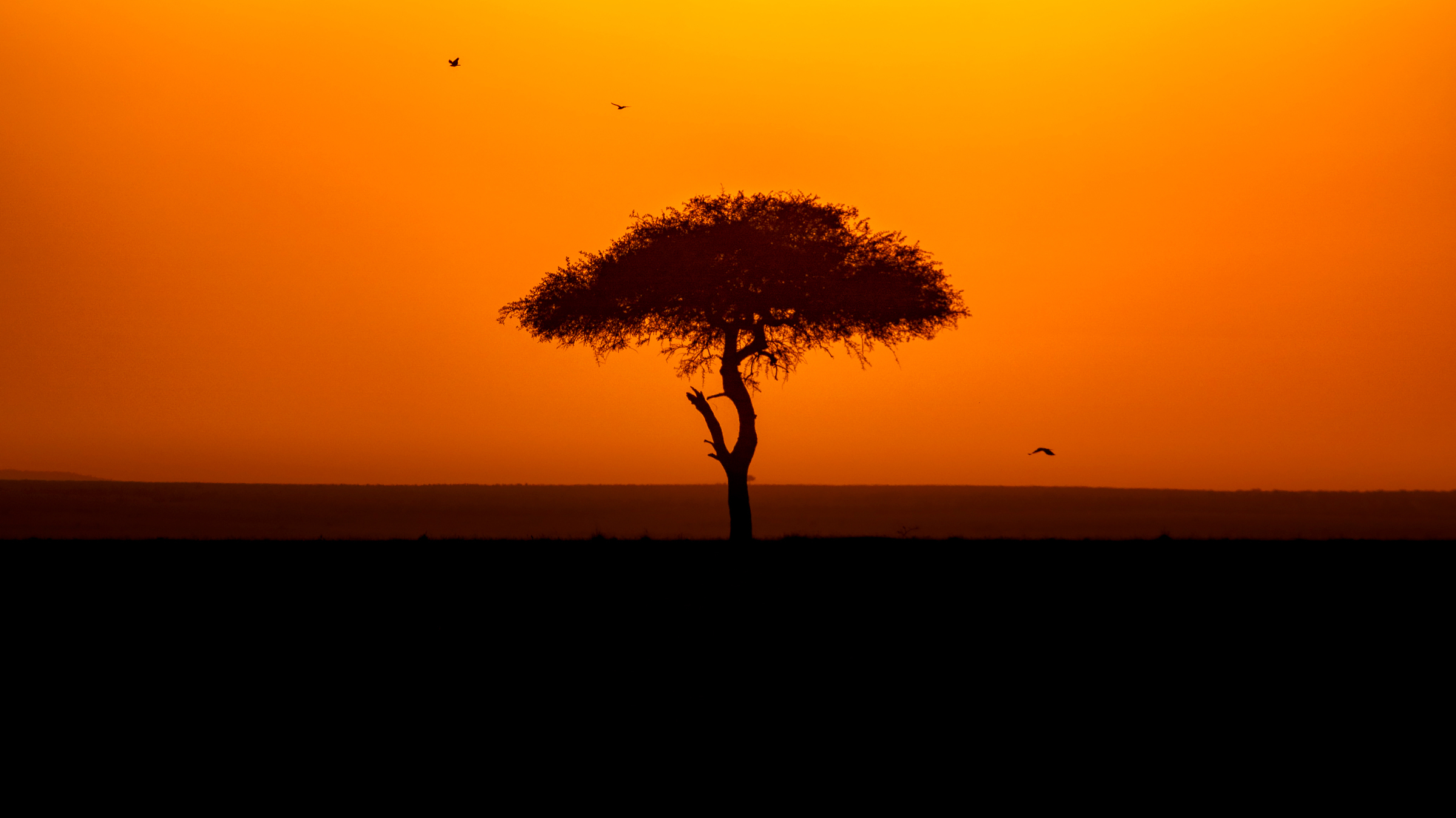 Africa's Trees of Life - Discovery UK