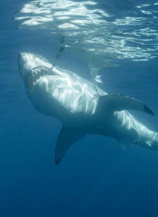 Spawn Of Jaws: The Birth - Discovery UK