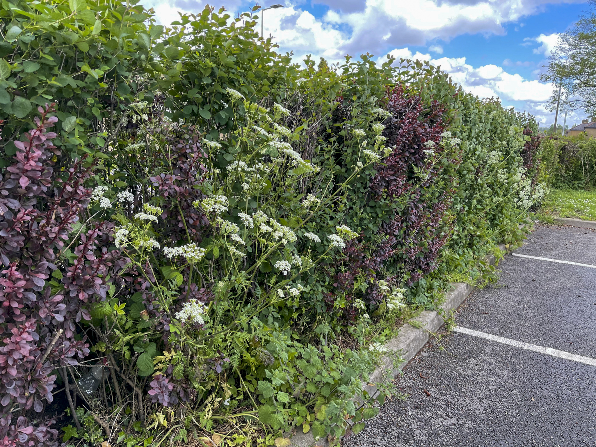 Hedgerows: The living threads that hold Cheshire's landscape together ...