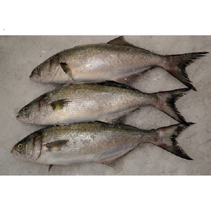 Buy Fresh Seafood Supplies Online - Sharjah Coop - Halwan | EL Grocer