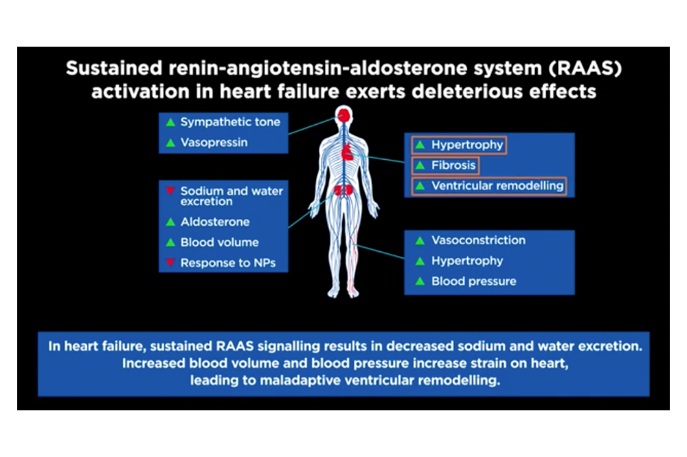 Renin Angiotensin Aldosterone System Heart Failure
