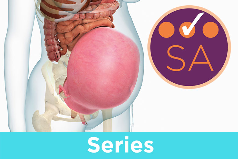 Female Organs During Pregnancy