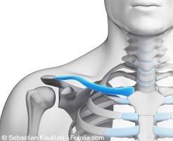 Enciclopedia Salud: Definición de Clavícula