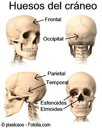 Enciclopedia Salud: Definición de Cráneo