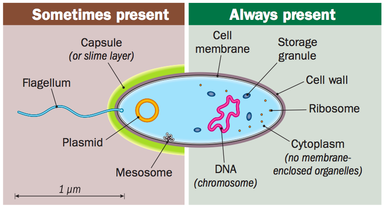 Monera Cell