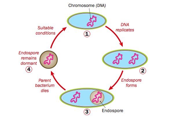 Endospore Formation In Bacteria