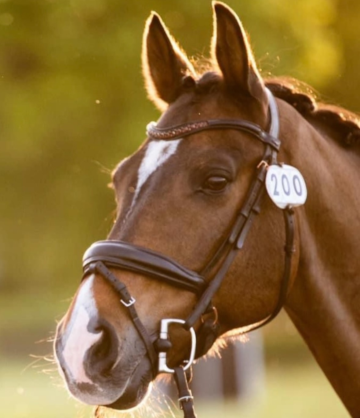 Madock (105TX76) | FEI.org