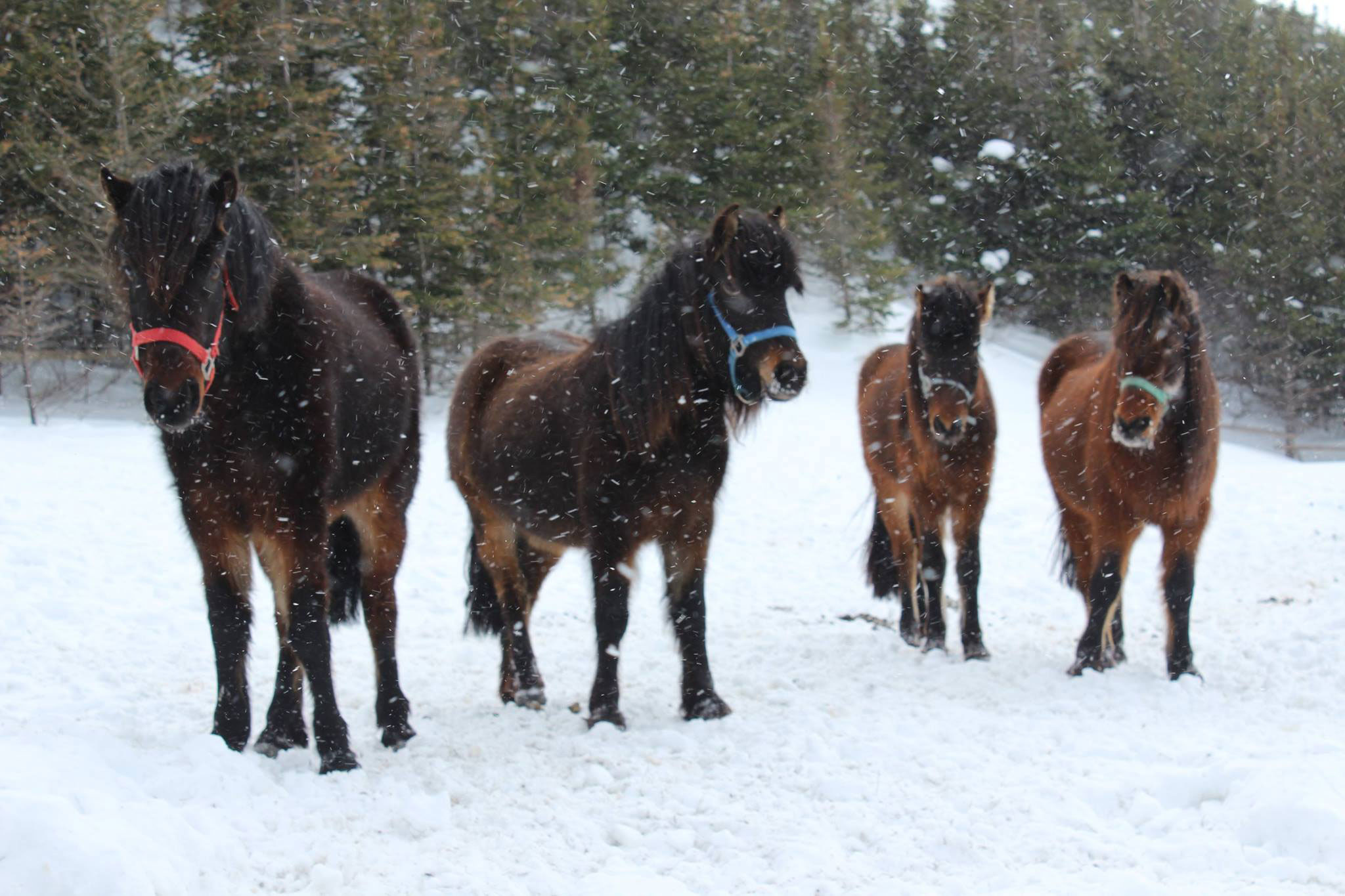Newfoundland Cross Pony 10 Famous Newfoundland Dogs Love