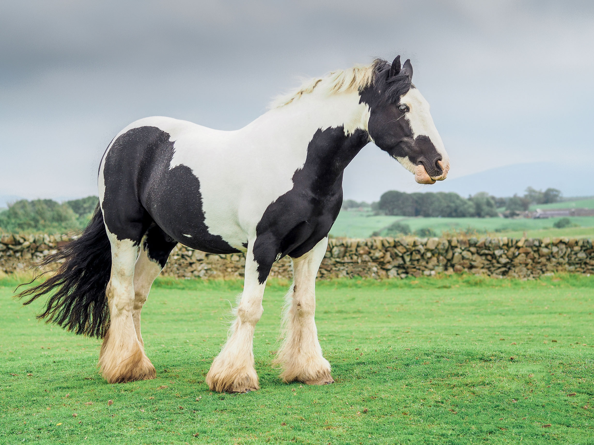 Breed Profile: The Gypsy Cob