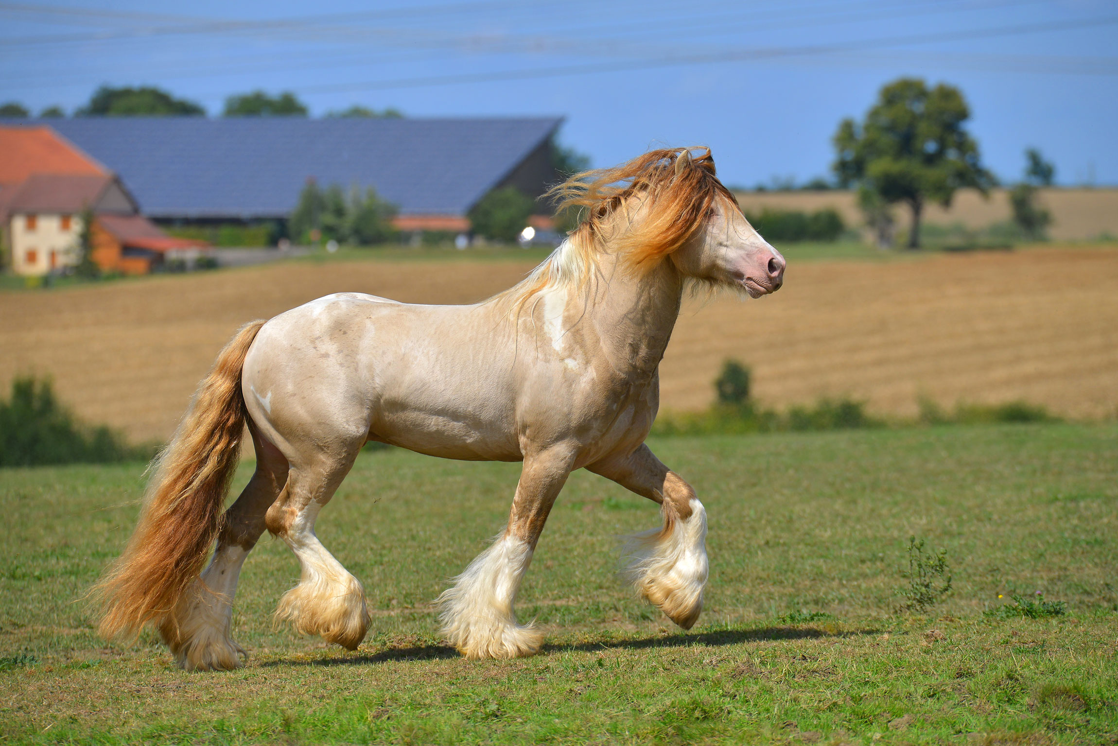 Breed Profile: The Gypsy Cob