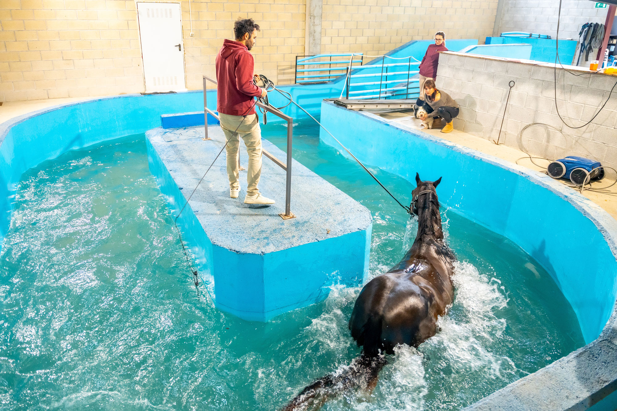 Horse Swimming Therapy Rehabilitation & Foaling