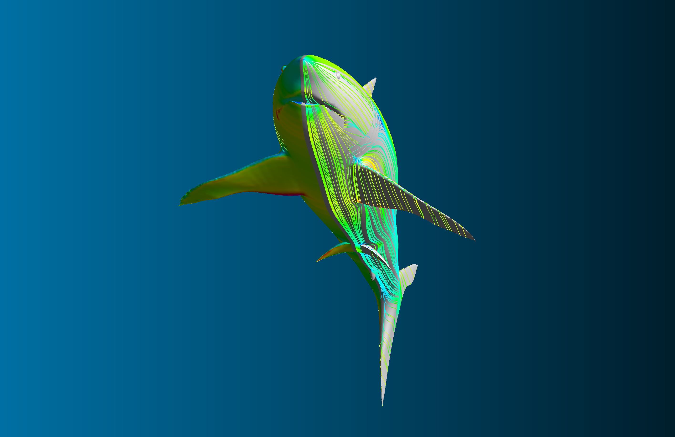 Hydrodynamic Analysis Of A Shark Using Cfd Simulation Cfd Simulations Fetchcfd 0891