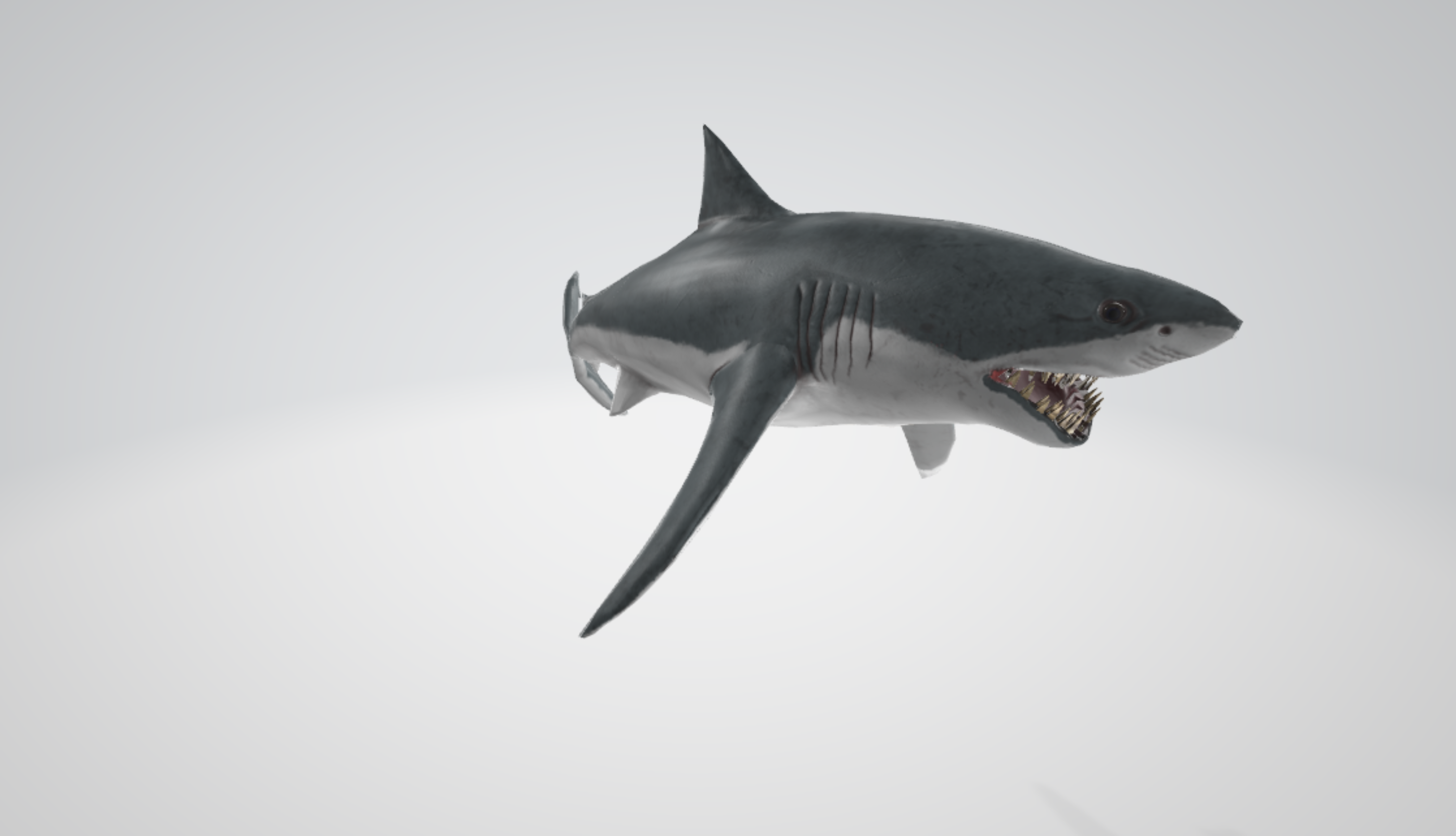 Great White Shark 3D Model | 3D Models | FetchCFD
