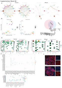 Figure S6 from Comparative Single-Cell Transcriptomics of Human ...