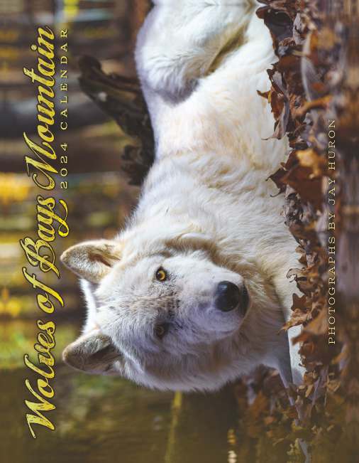 2024 Wolves of Bays Mountain Calendar - Mixam