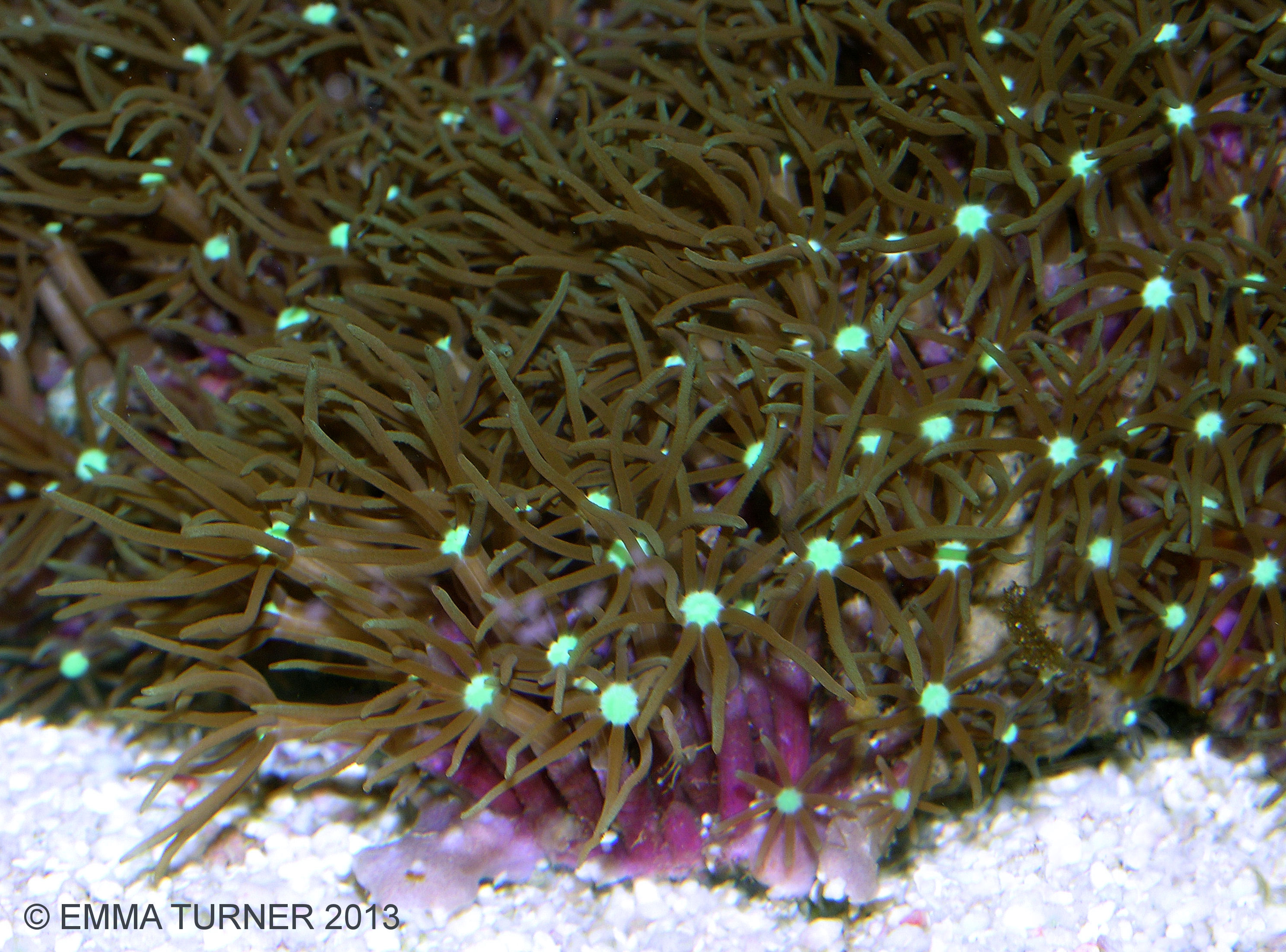 Star Polyps - Maidenhead Aquatics