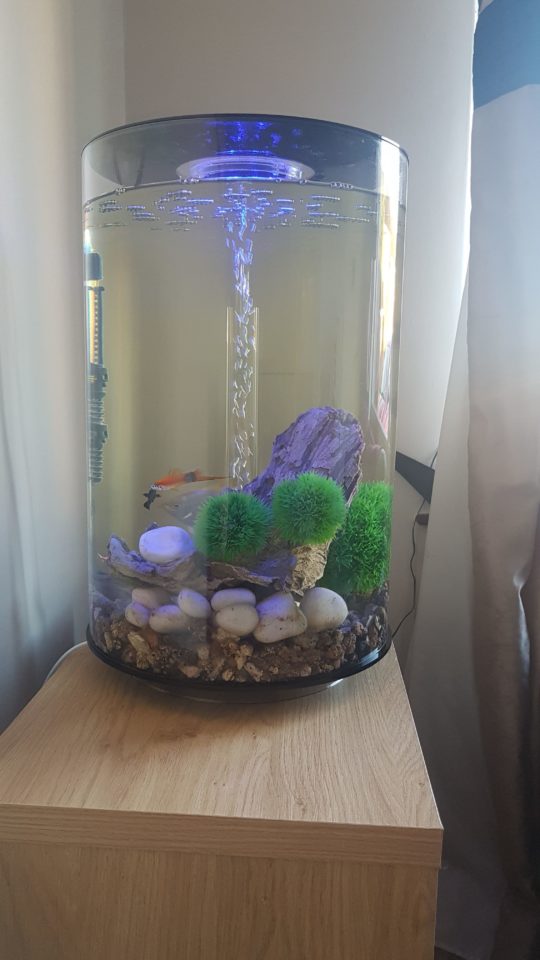 Gallery - Maidenhead Aquatics