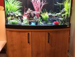 Gallery - Maidenhead Aquatics