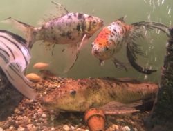 Gallery - Maidenhead Aquatics