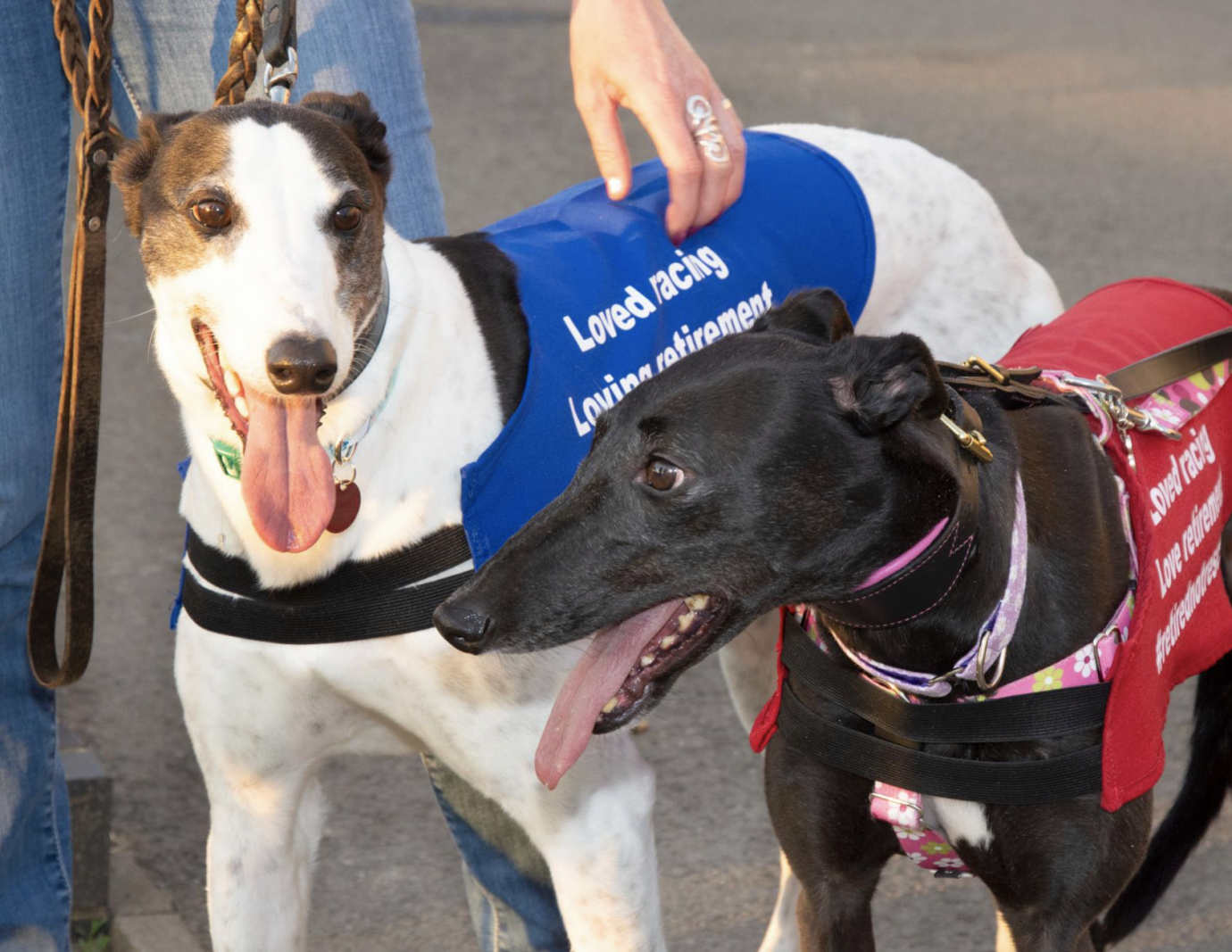 Retired greyhounds join the stars at Towcester Racecourse | Greyhound ...
