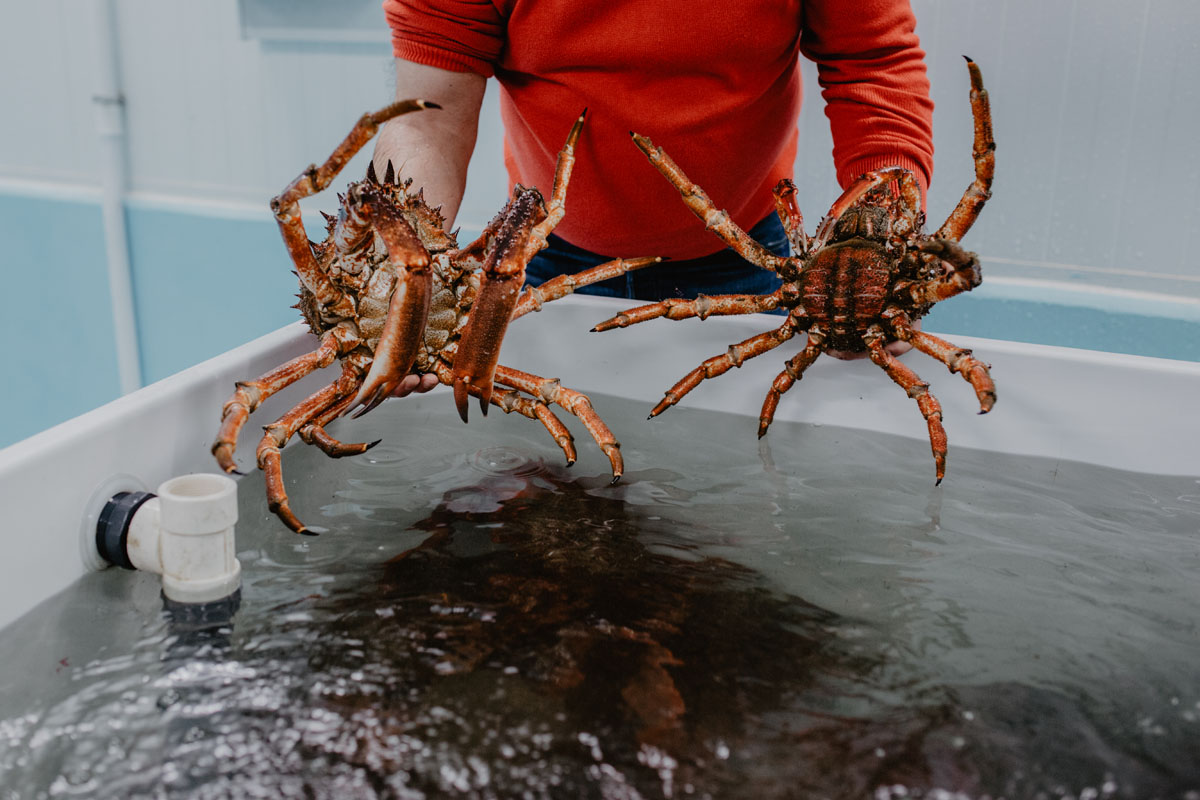 Centollo o centolla ¿Cuál es la diferencia? | Guía Repsol