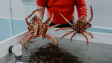 Cómo cocer y preparar un centollo | Guía Repsol