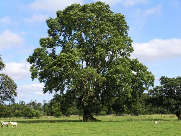 New strategy for improved broadleaved trees 20 November 2013 Premium