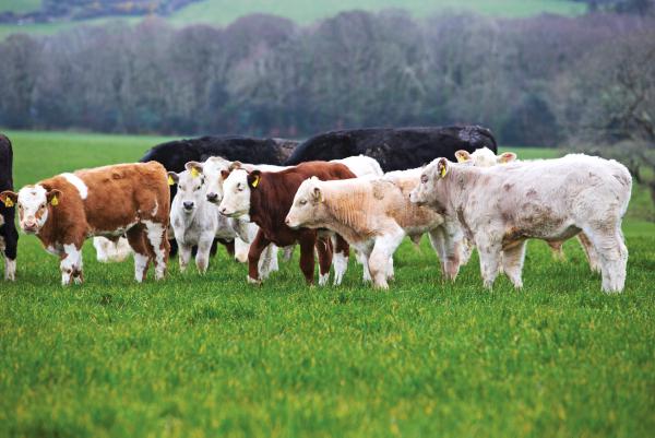 The right breeding mix for your farm - Premium