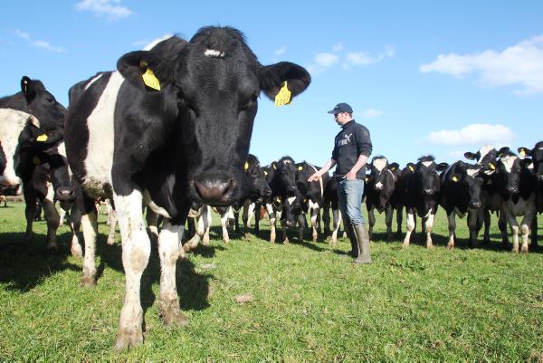 Drying off cows as milking season winds to a close - Premium