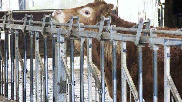 VIDEO: Clever cow from Cork able to bypass locked barrier - Free