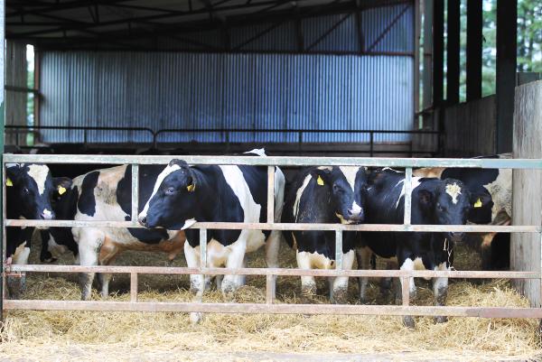 The ICBF Spring Active Bull list explained - Premium