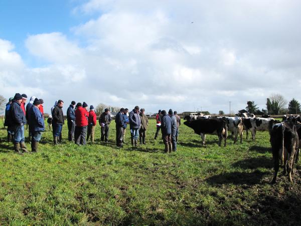 Breeding focus on fertility and production - Premium