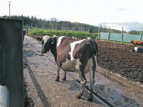Vet's corner: downer cows and over conditioned cows - Premium