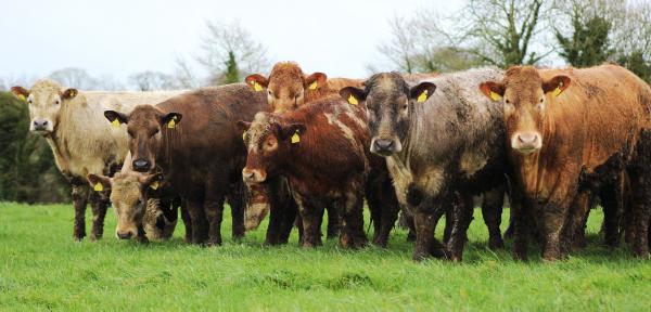 Finishing steers at 412kg carcase in Westmeath - Premium