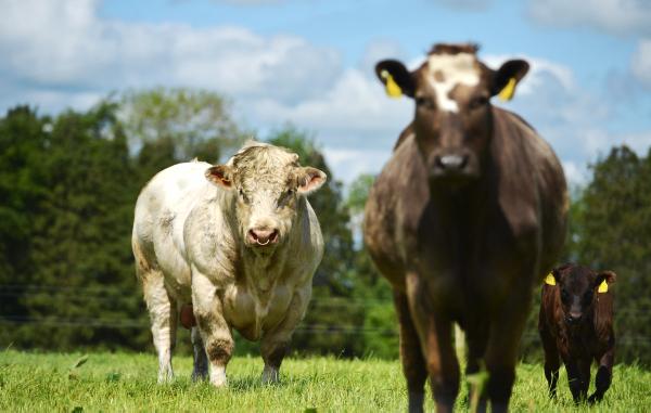 Beef 2014: Achieving compact calving - Premium