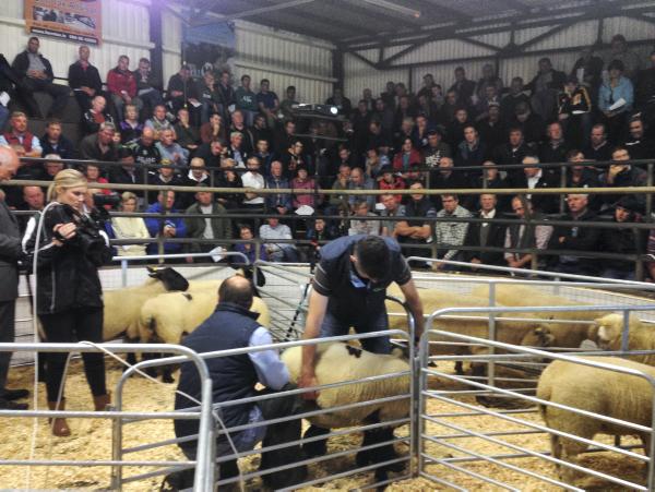 Farmers flock to Mayo sheep event - Premium