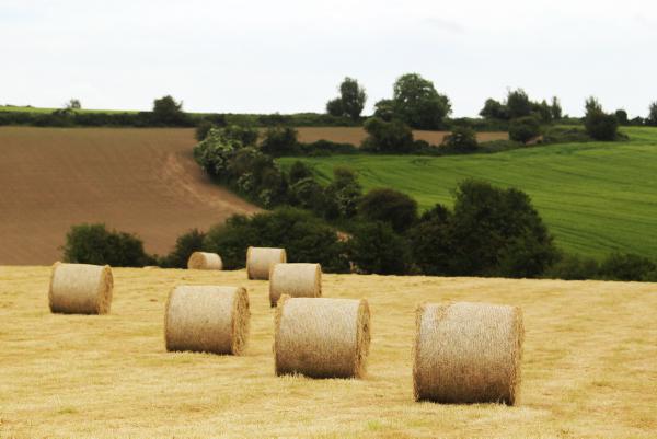 Rain brings some straw movement - Premium