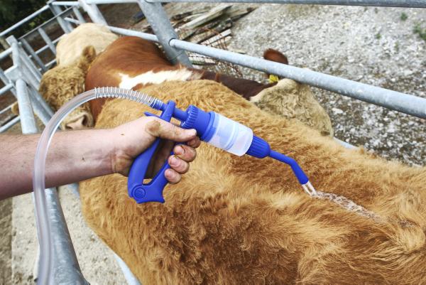 Cattle facing higher lungworm challenge - Premium