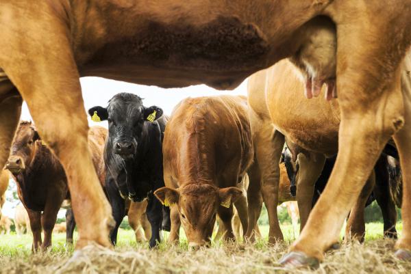 Shackles slowly coming off beef price - Premium