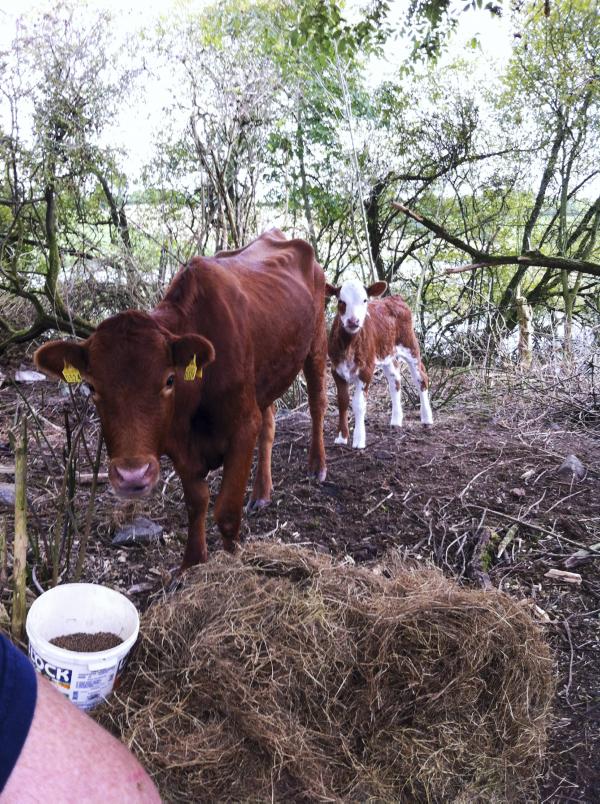 Missing cow found on island after two months - Free
