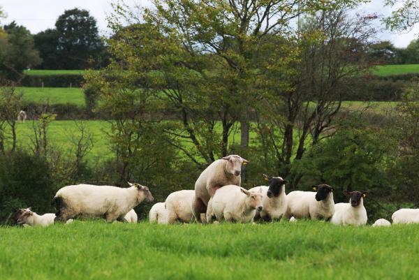 Sheep ration prices - Premium