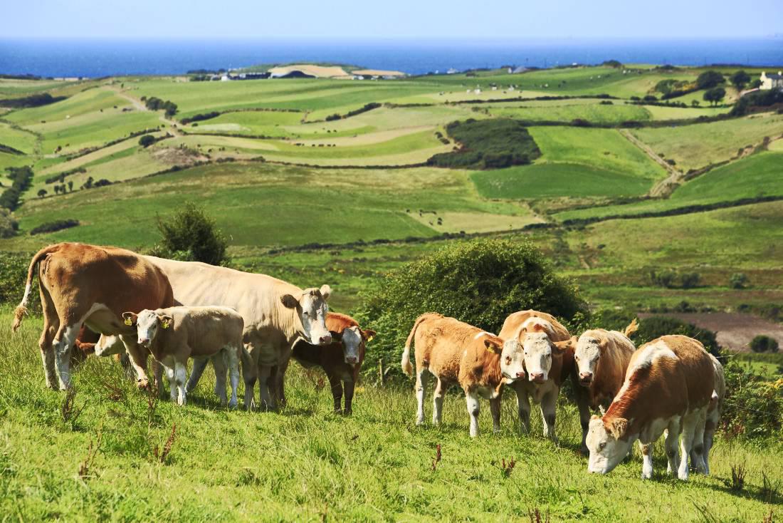 Time spent in the pen can make for docile animals - Premium