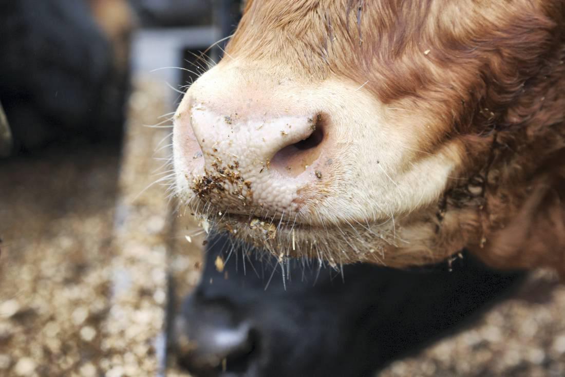 Farmer writes: Scrutinising my beef finishing performance - Free