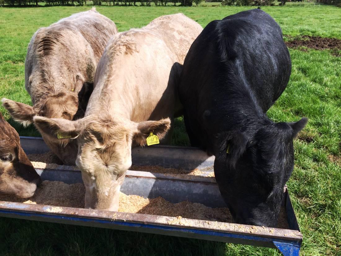 Know what’s in your cattle ration - Premium