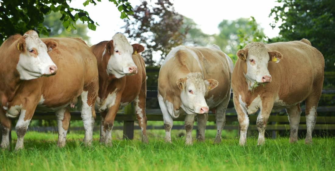 Knockane Simmentals for the milking parlour - Premium
