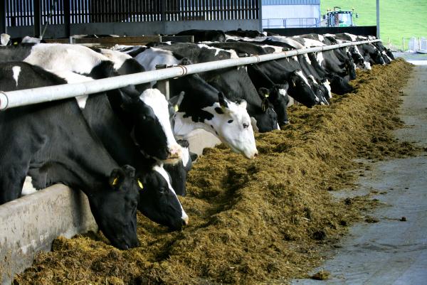 ‘Advance’ payment available for Monaghan milk suppliers - Premium