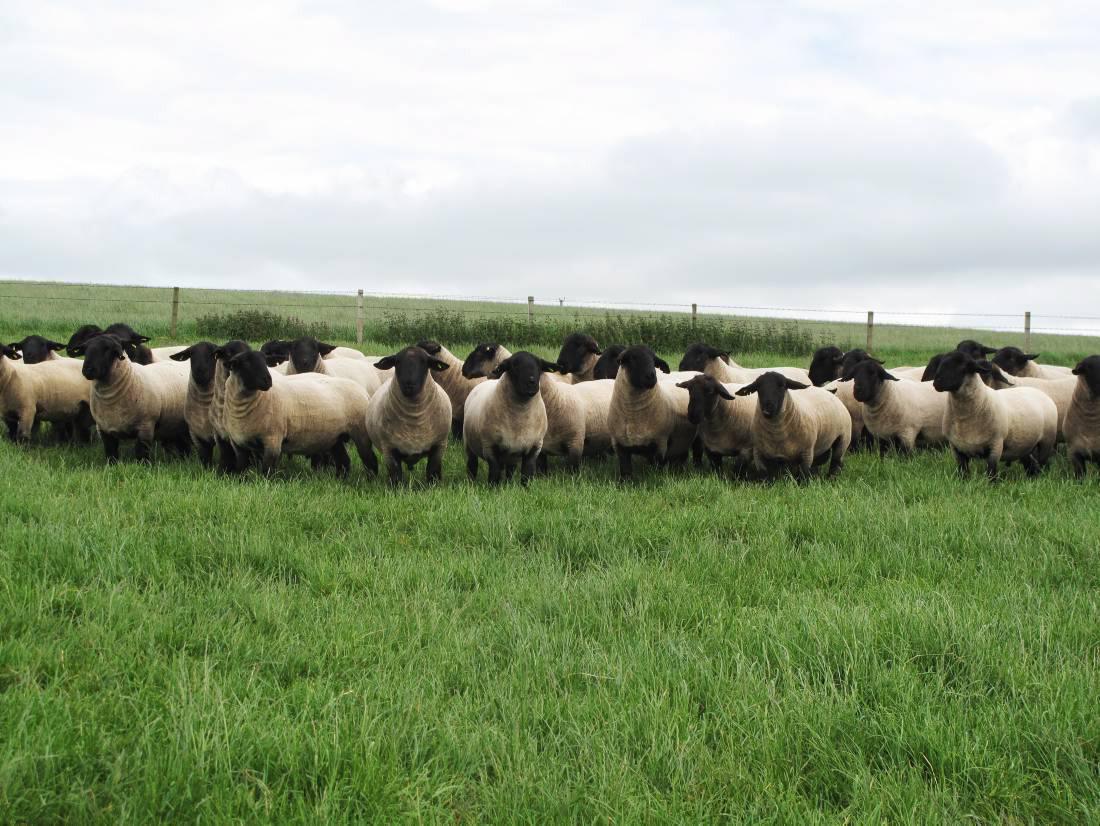 New research trial aims to fast forward sheep breeding - Premium